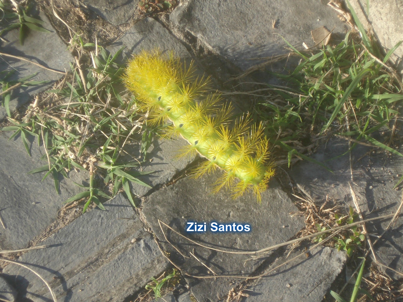 Zizi Santos: Mandaruvá