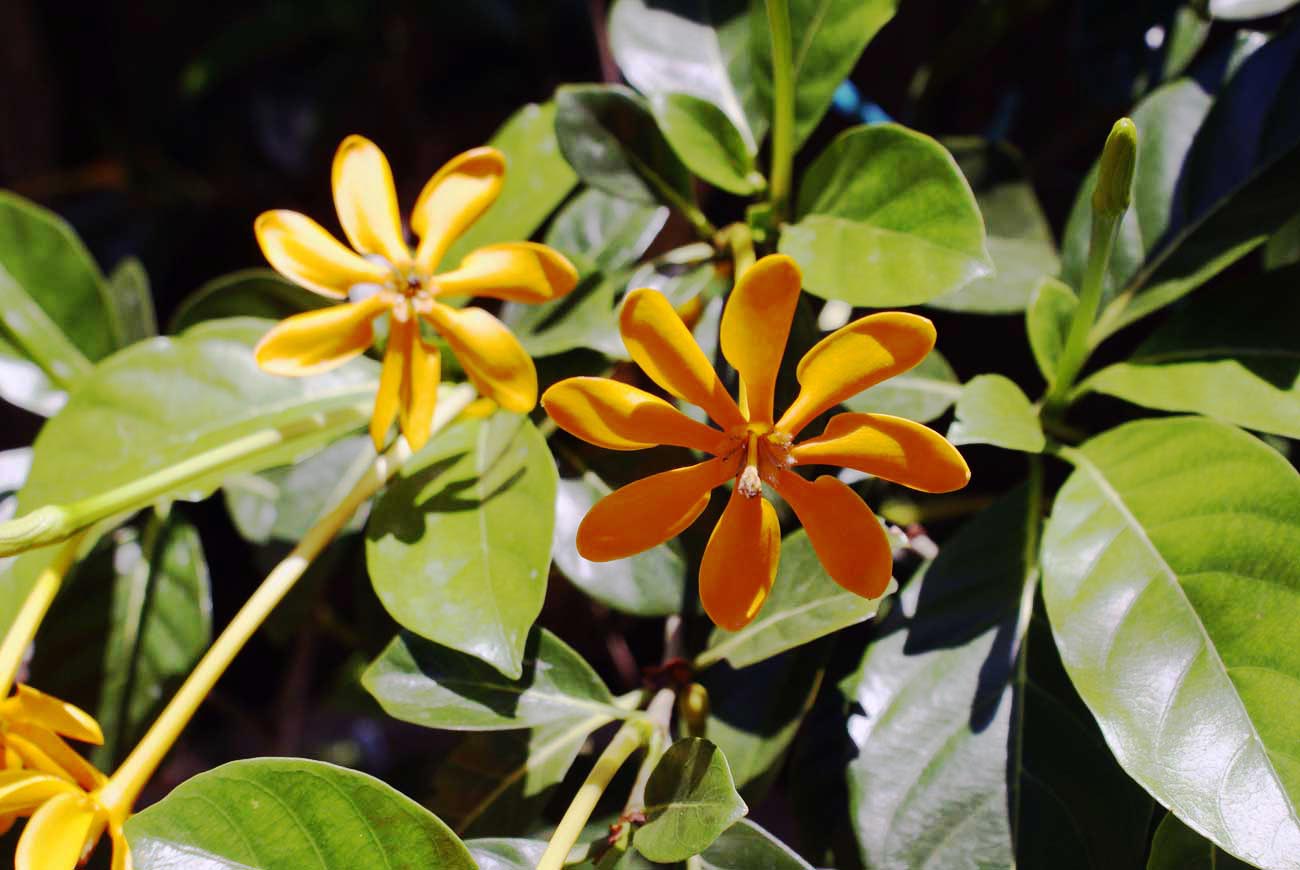 The City of Love: Iloilo City: Cities of Iloilo