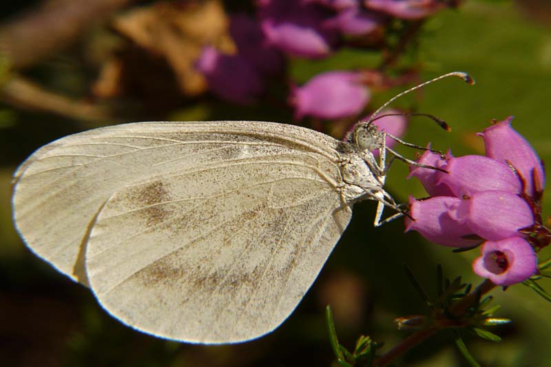Limousin Photos Nature - Papillons et Chenilles: Leptidea sinapis ...