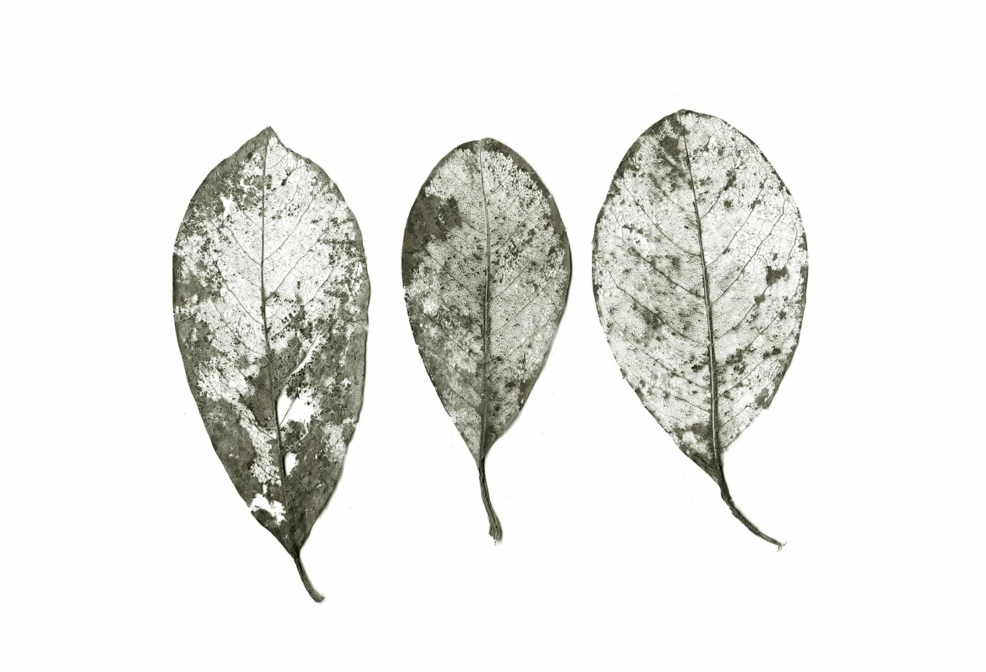 vindsels: bladnerven