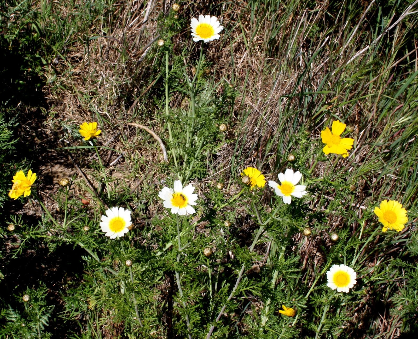 Plantas: Beleza e Diversidade: Malmequer (Glebionis coronaria)