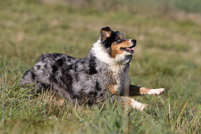Basque Shepherd Dog | The Life of Animals