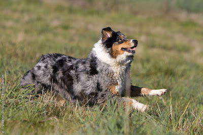 Basque Shepherd Dog | The Life of Animals