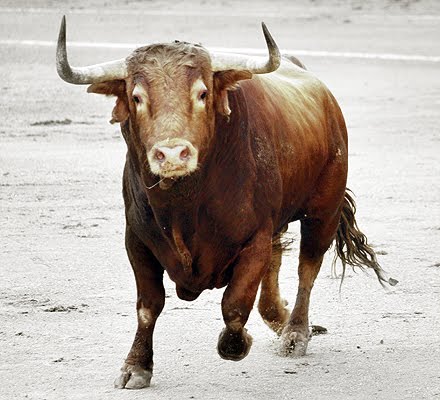 Toro el Mundo