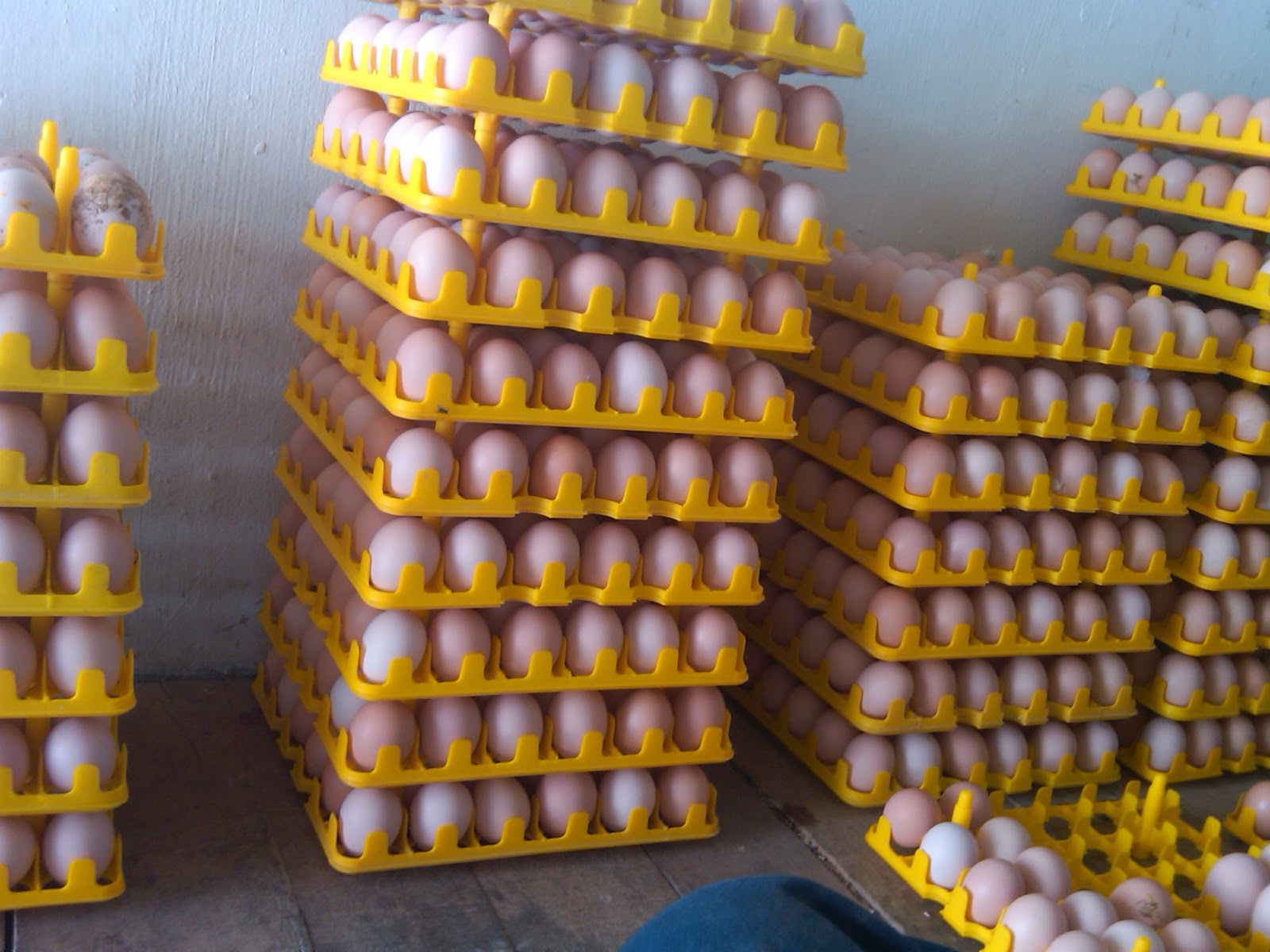 pt panca patriot prima: panca patriot prima