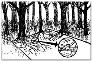 Vancouver Island Big Trees: Douglas-fir Stumps Healed By Helpful Neighbours