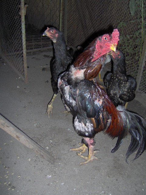 KING GHAZI: Indian Asil