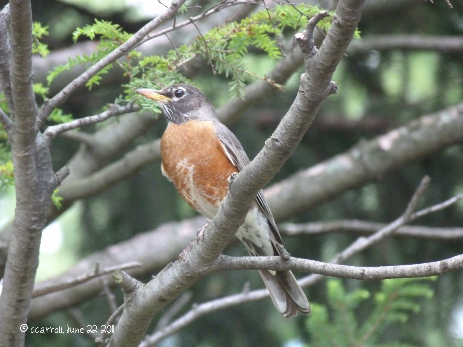 Into the Woods and Elsewhere: Praise for a baby robin