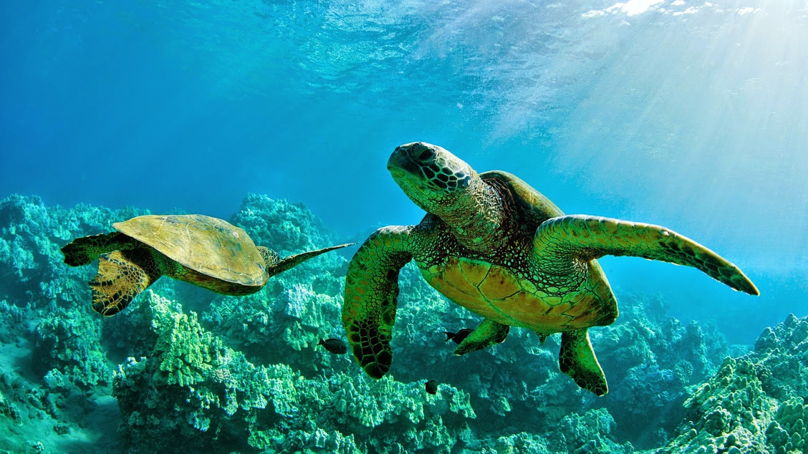 Sea Turtle - HD Wallpapers | Earth Blog