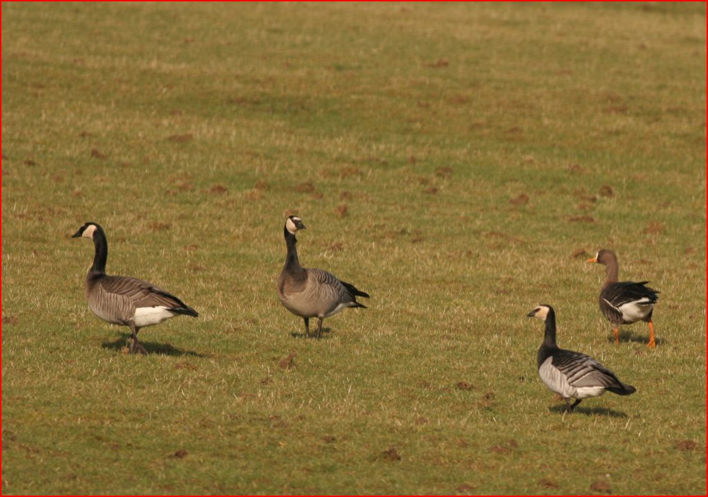 Islay Natural History Trust: Hybrid Geese