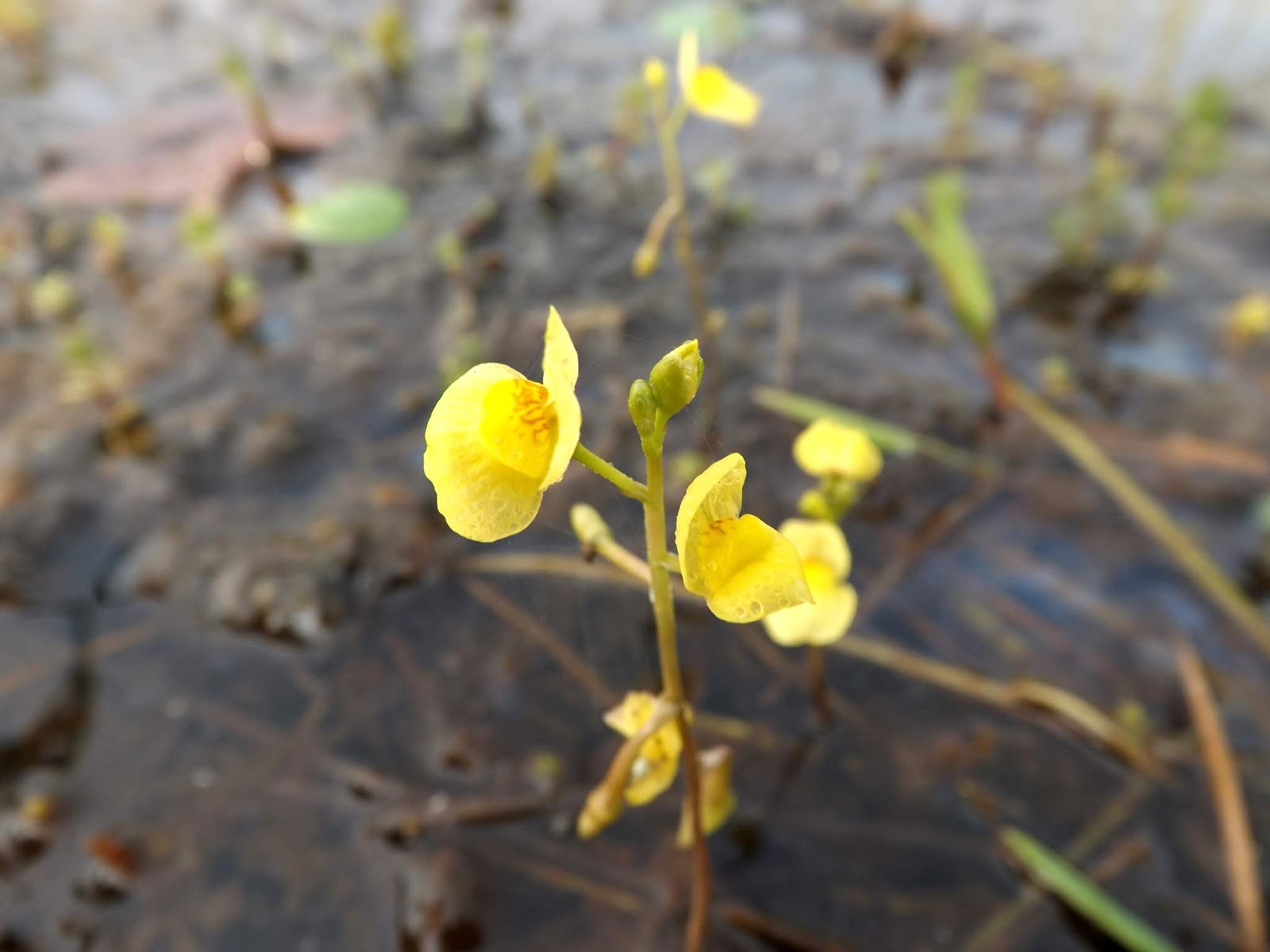 Utricularia Aurea