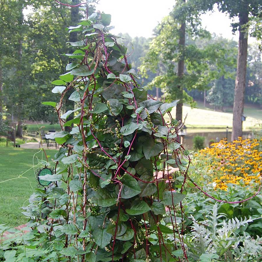 Seminte si plante de gradina hobby: Spanac Malabar-Basella rubra