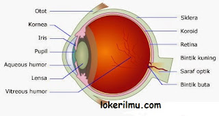 Fungsi Lensa Mata, Kornea, Sklera, Pupil, Retina Dan Saraf Optik ...