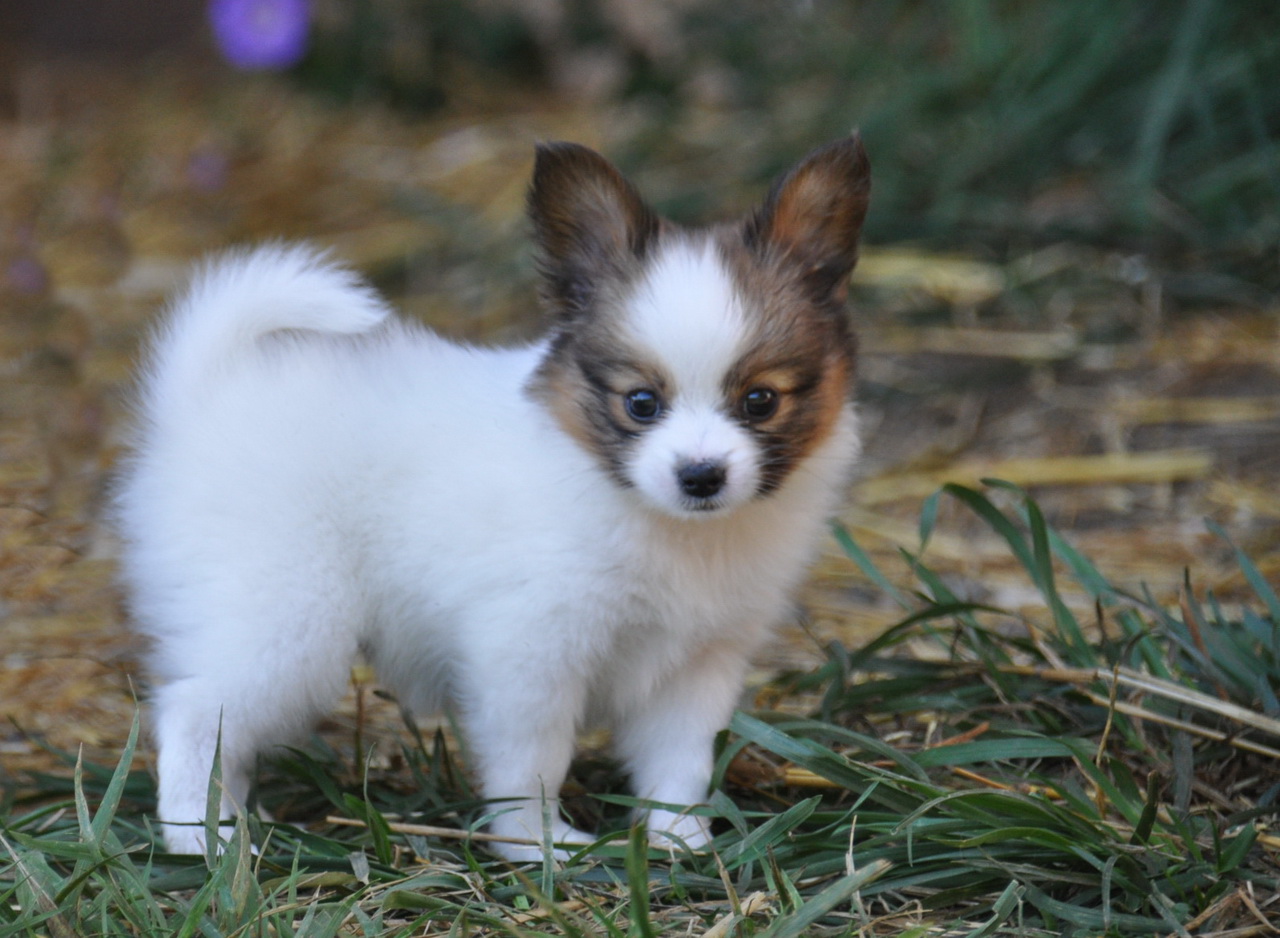 Road's End Papillons : 6 Weeks old Papillon Puppies