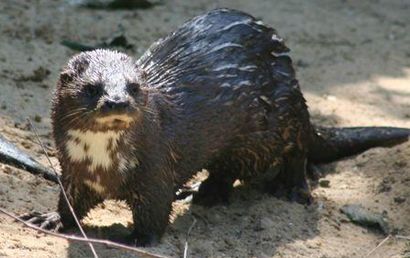 Spotted-necked Otter