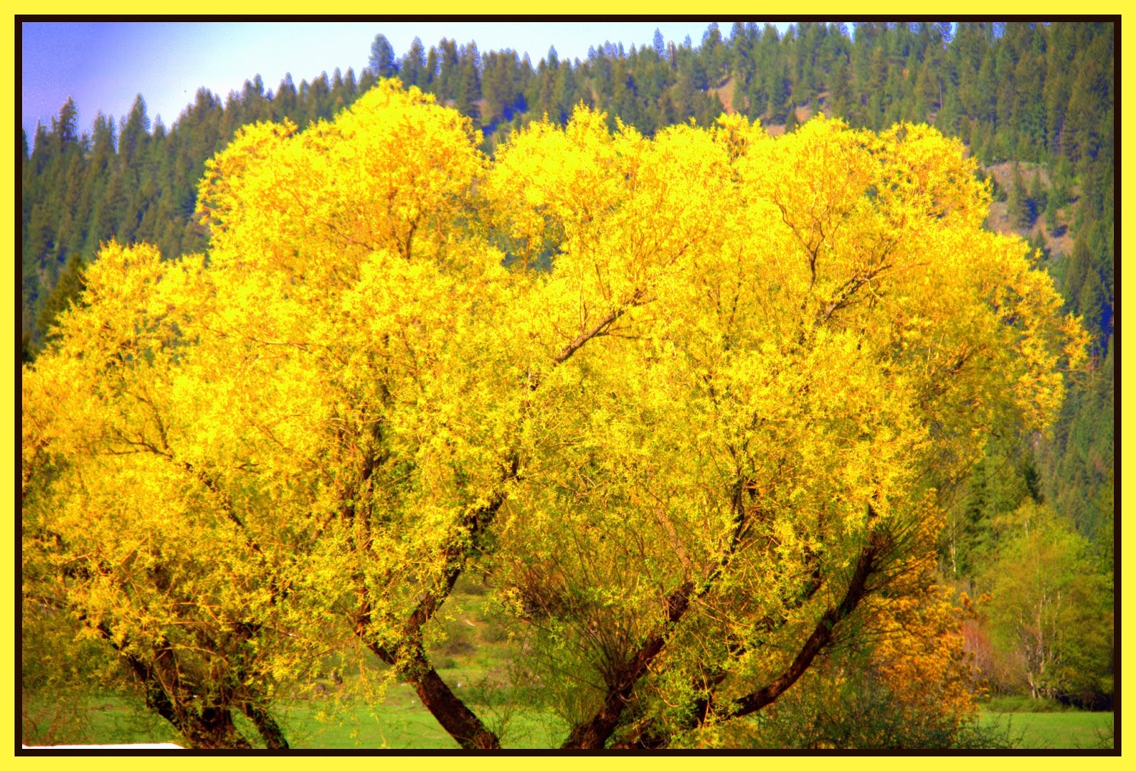 Slight Detour: Country Spring Scenes R Us