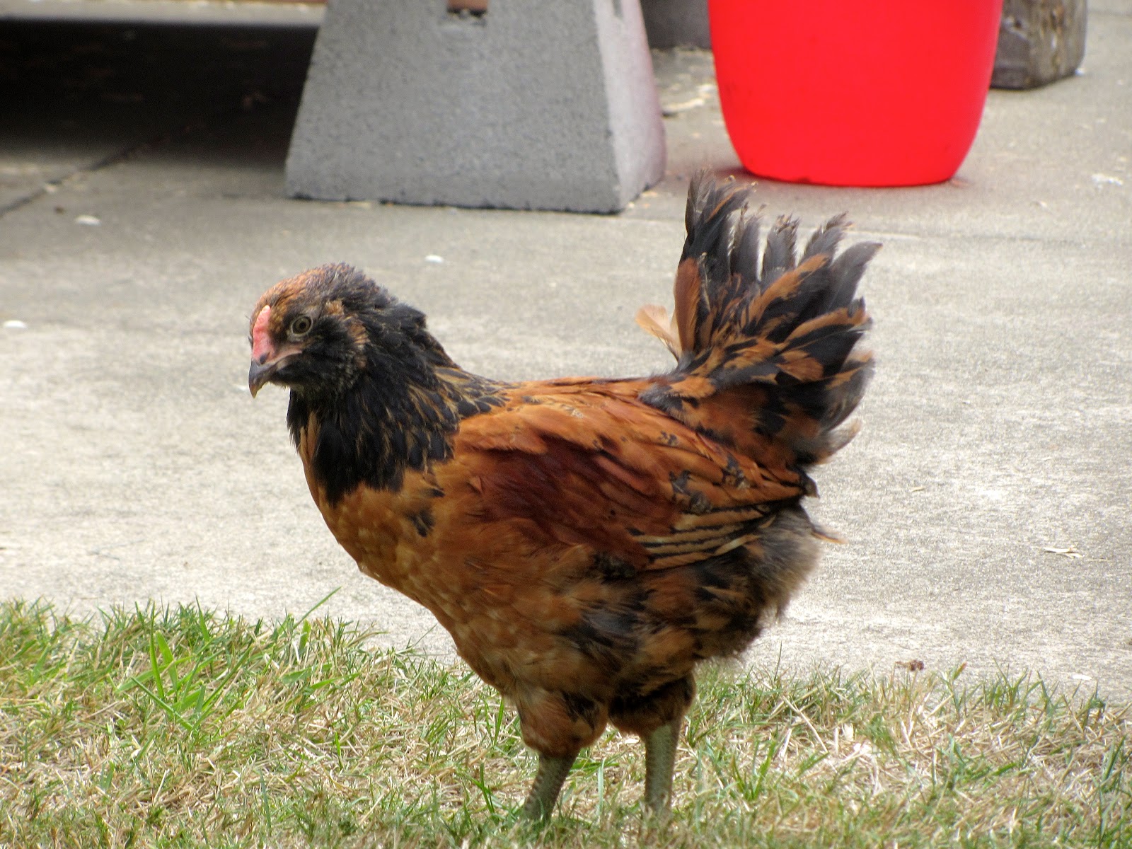 My Happy Hens: Roosters for Sale! (7 weeks old)
