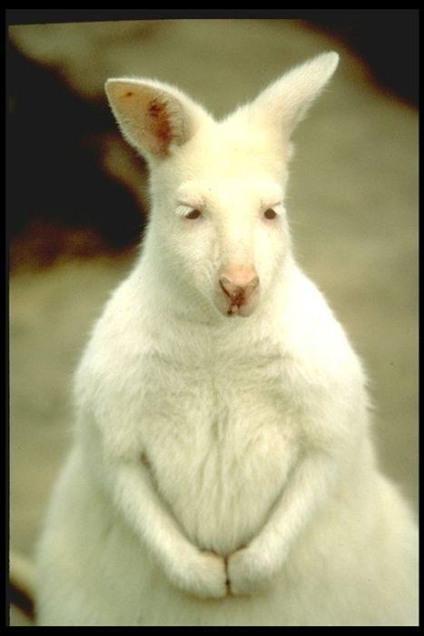 Dante fun: Albinosy (15 zdjęć)