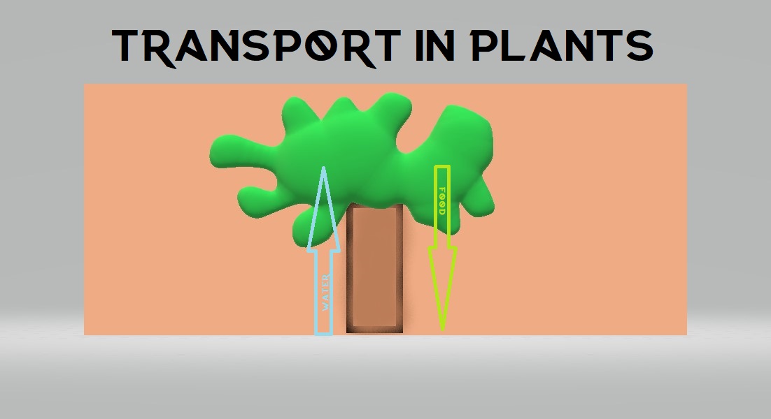 Transport in Plants/पादपों में परिवहन