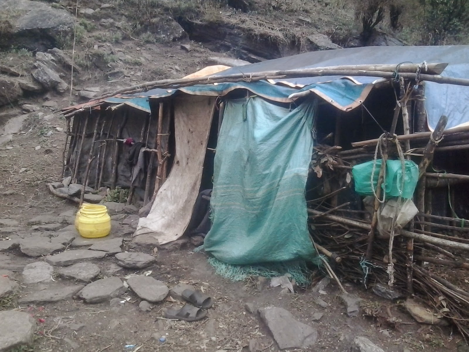 Worldtibetarts: Chauri Gai (cow)