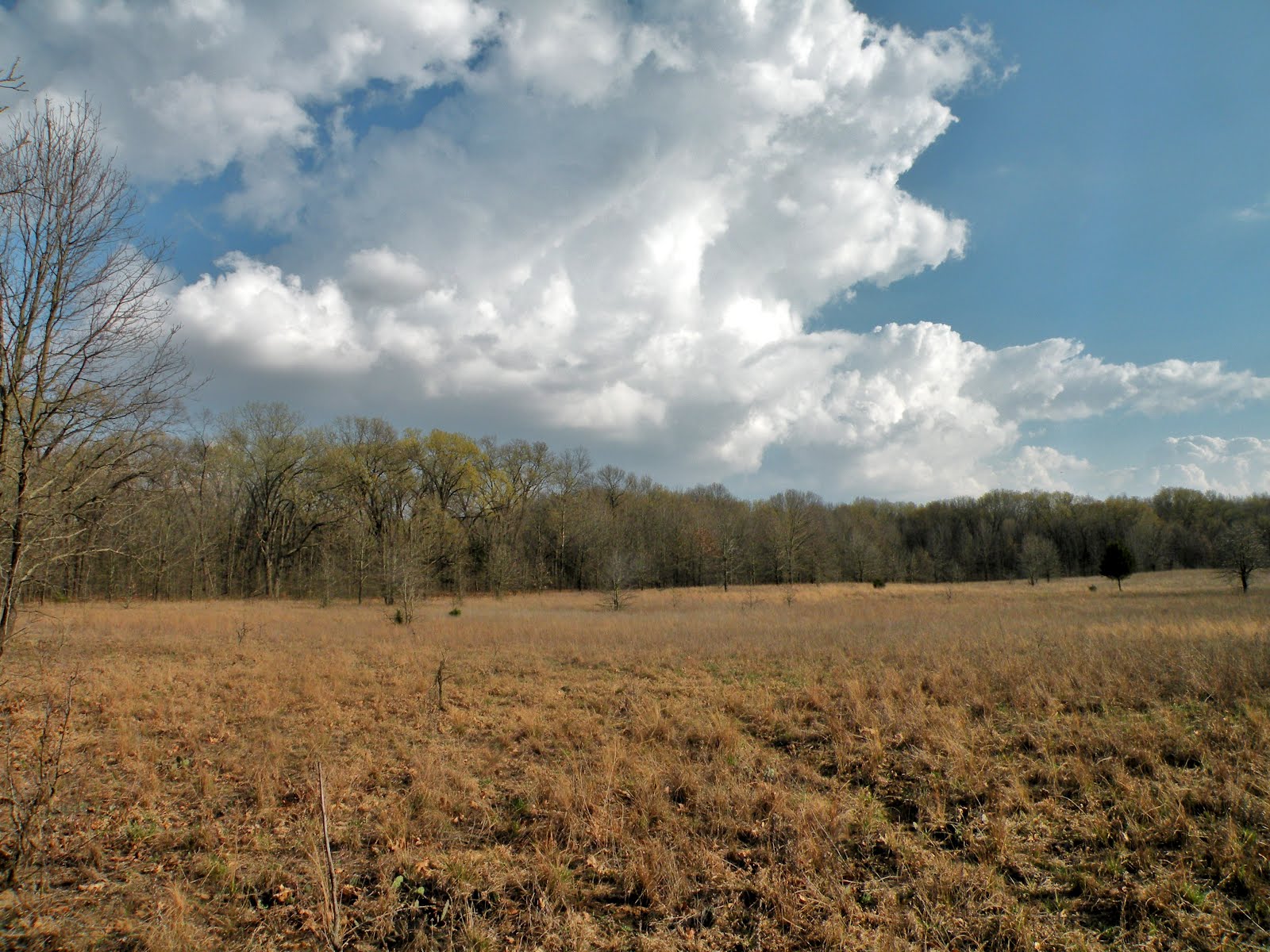 Gossamer Tapestry: Sand Prairie Scrub Oak