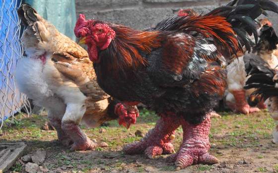 Ewww...would you eat this chicken? (photos)