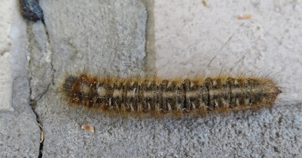 Spirituele ervaringen: Rupsen