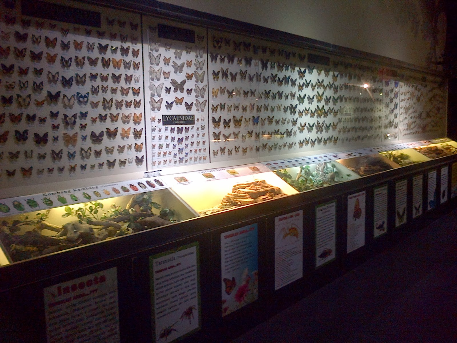 Koleksi Insectarium jawatimurpark2 | Pustaka Pandani