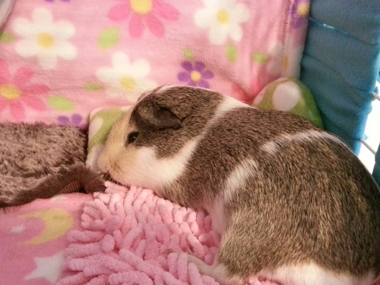 Happy Piggy Time: Cute Guinea Pig: Happy, you look so realxed~ Yes ...