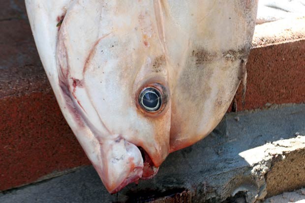 Big Fishes of the World: LOUVAR (Luvaras Imperialis)