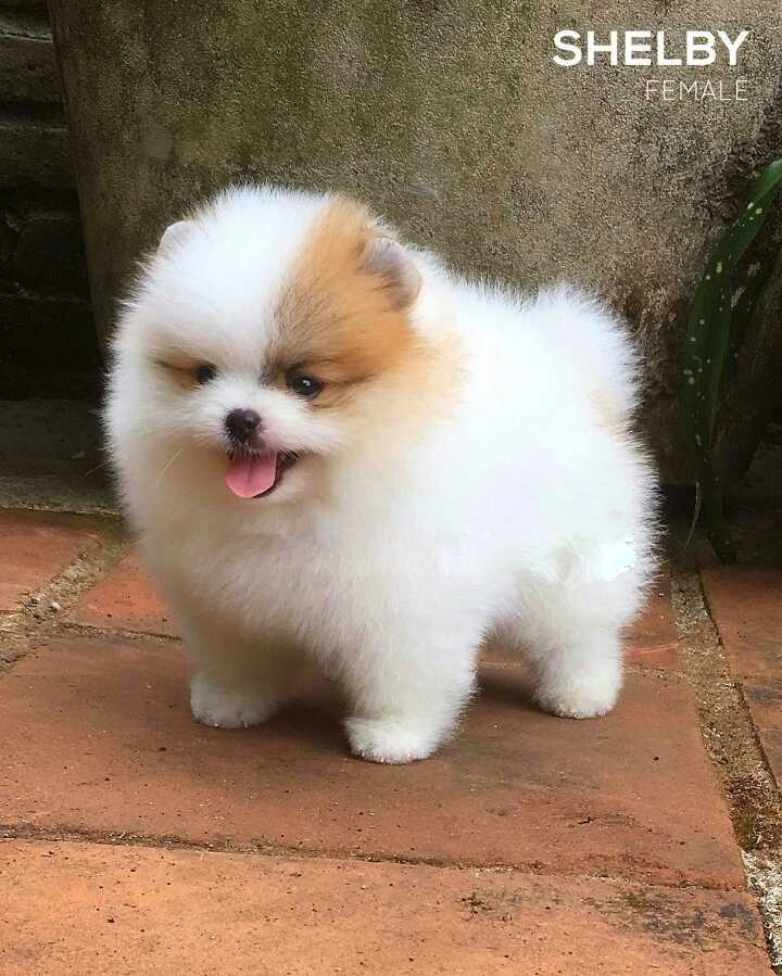 Jual Anjing Ras: Minipom