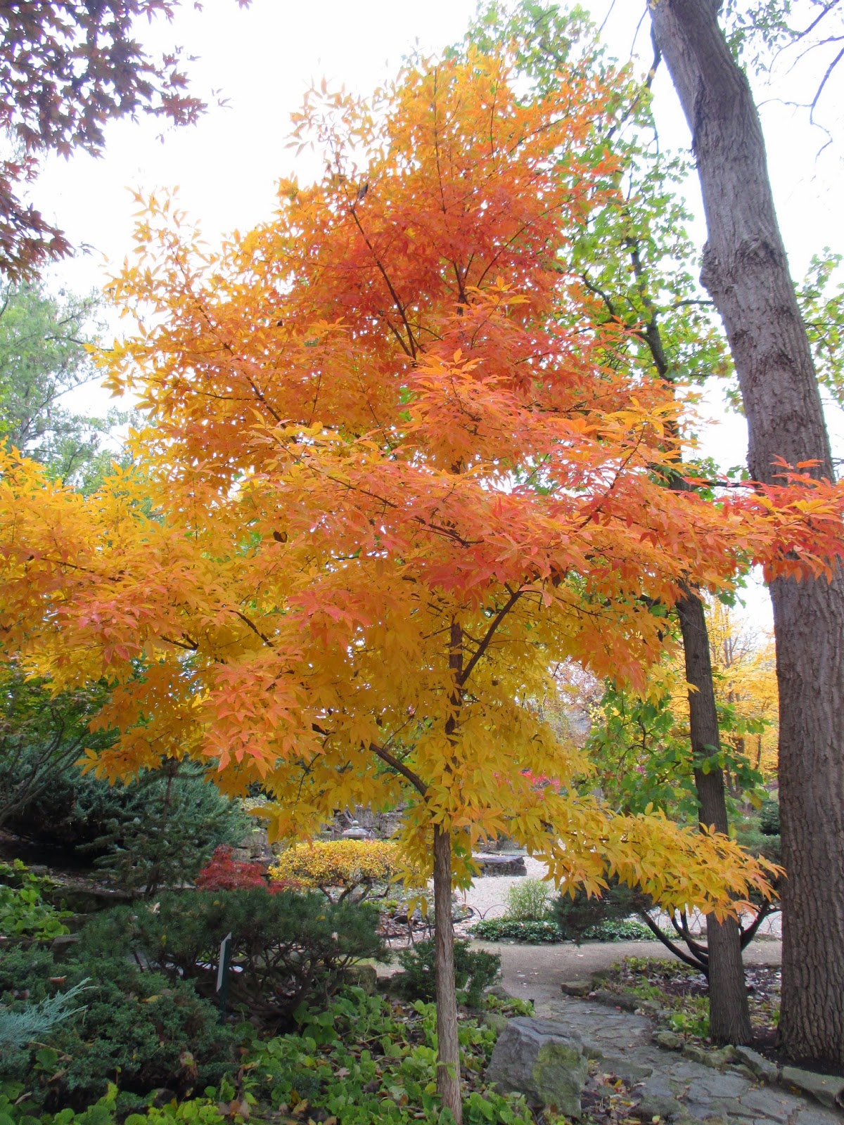 Rotary Botanical Gardens - Hort Blog: Super Fall Color