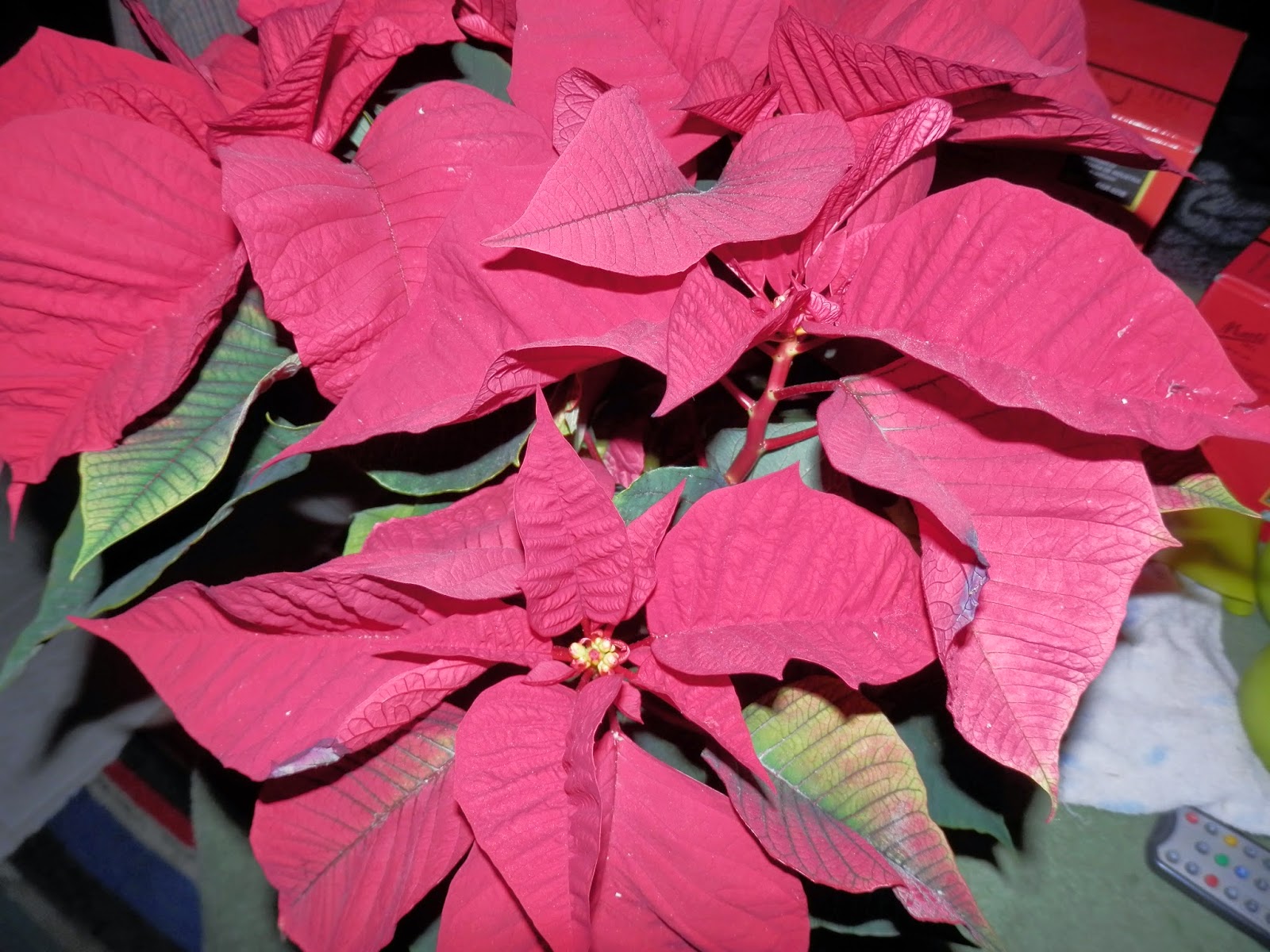 Perfumes y luces de Extremadura: Flor de Pascua, Euphorbia pulcherrima ...
