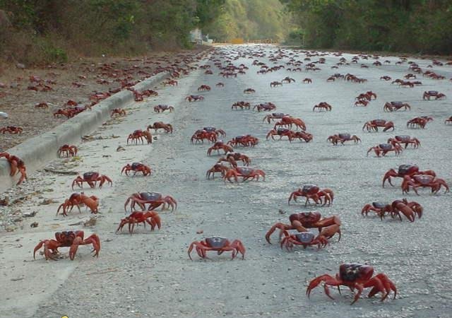 Here and There: ANNUAL RED CRAB MIGRATION ON CHRISTMAS ISLAND