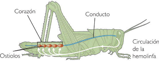 Animal Hematology: Composición de la sangre en vertebrados e invertebrados.