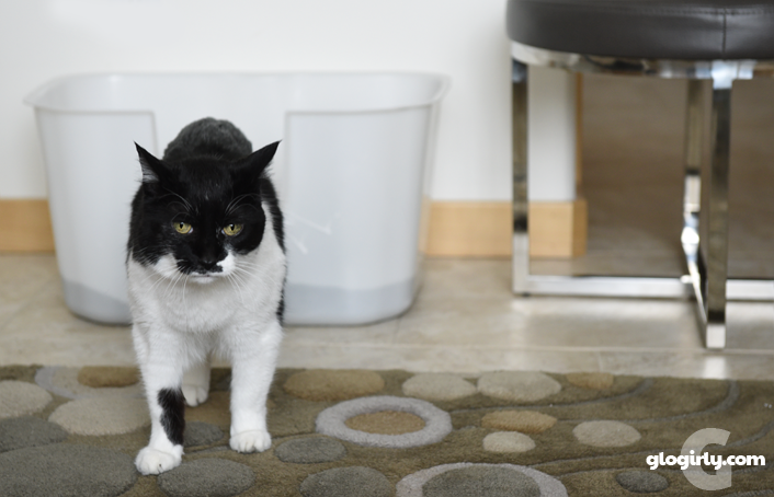 GLOGIRLY: Katie's Litter Box Shadow