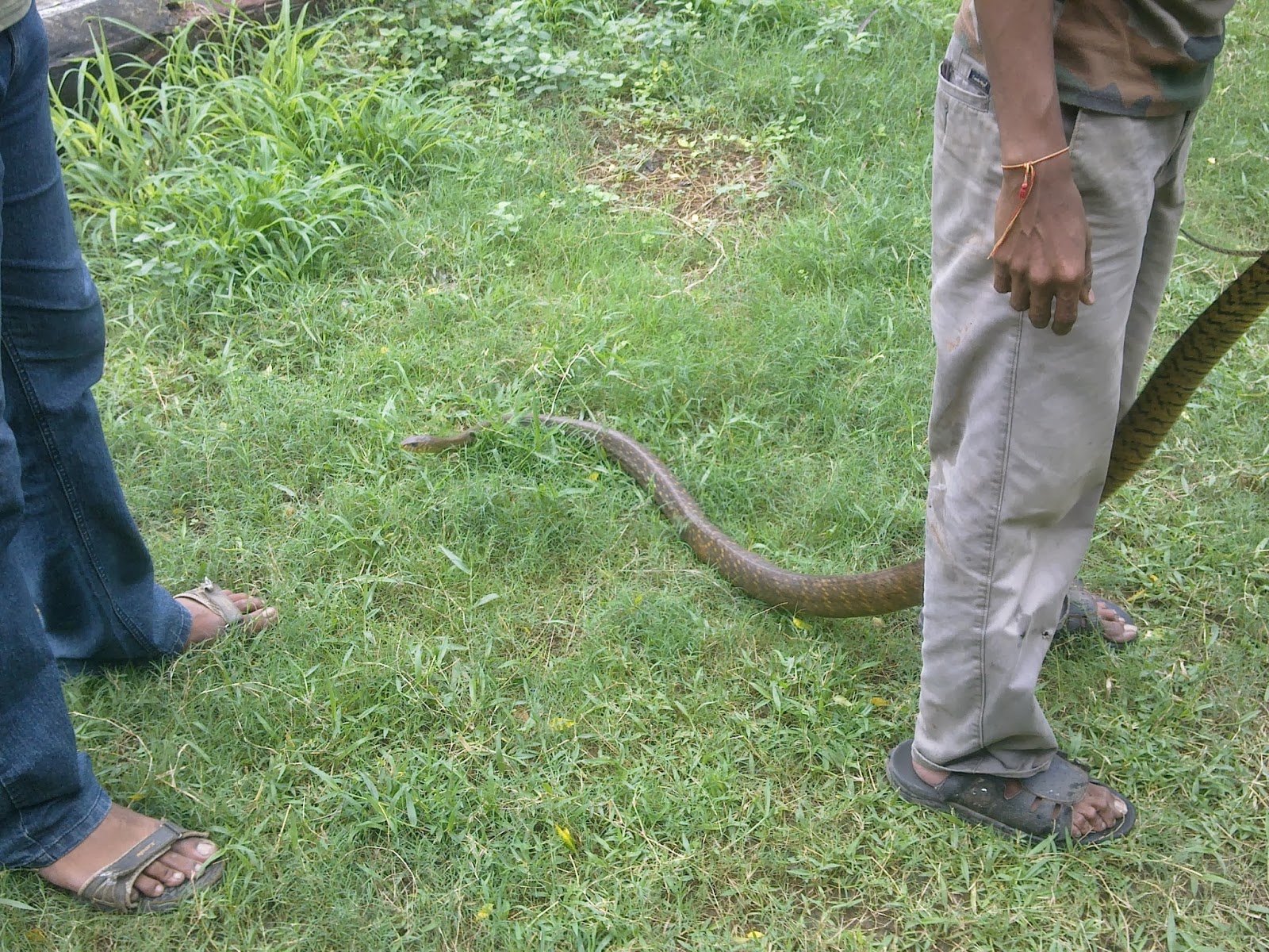 Viraj Revadekar: Dhaman Snake Catching Operation at Gokul Classic ...