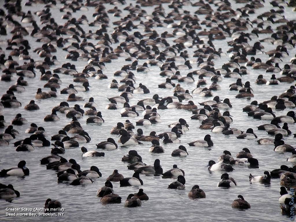 The City Birder: January Birds