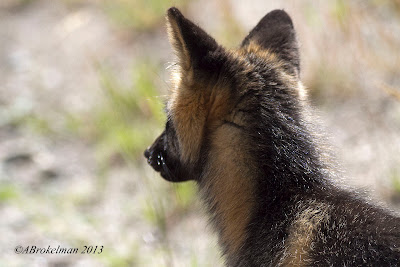 Ann Brokelman Photography: Cross Fox, Norris Point, Newfoundland Sept 2013