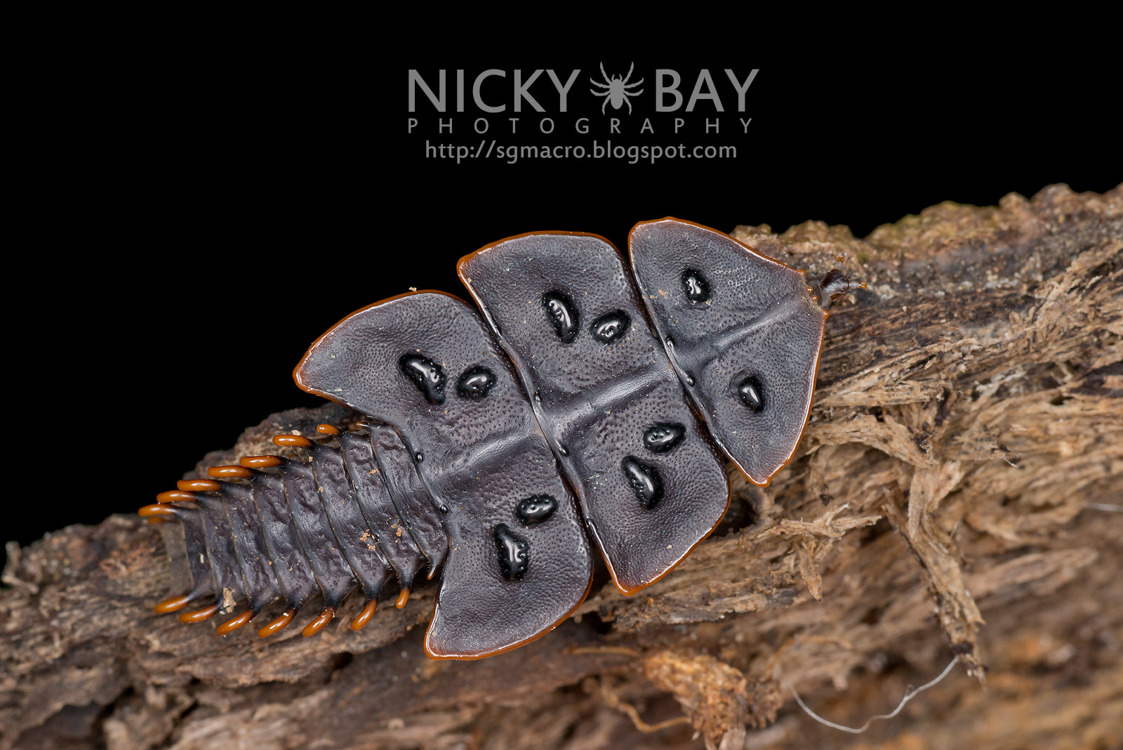 Invertebrate Dude: My Opinion: Trilobite Beetles (Platerodrilus spp ...