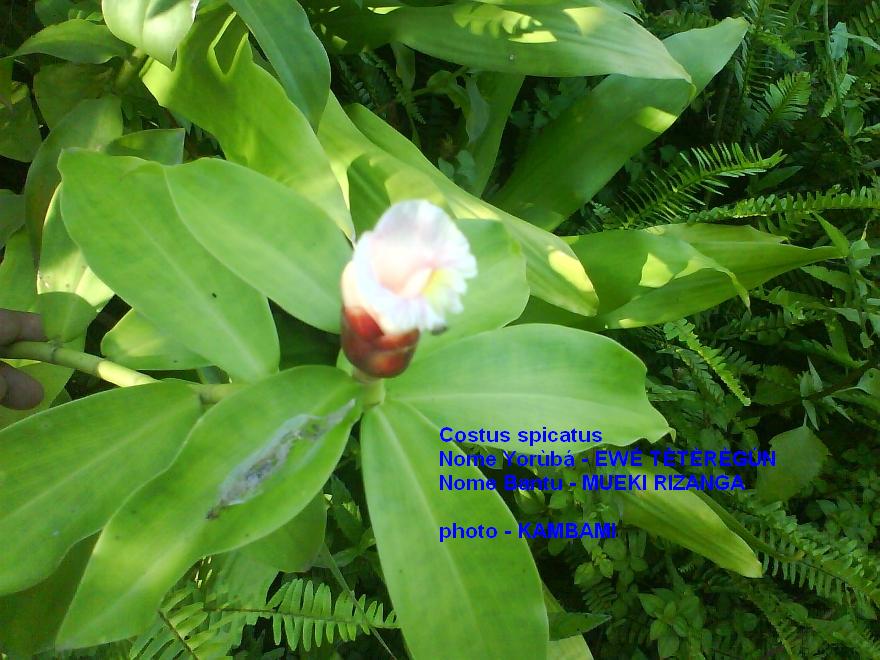 Umbanda,macumbas e crônicas da vida: Receita da casa