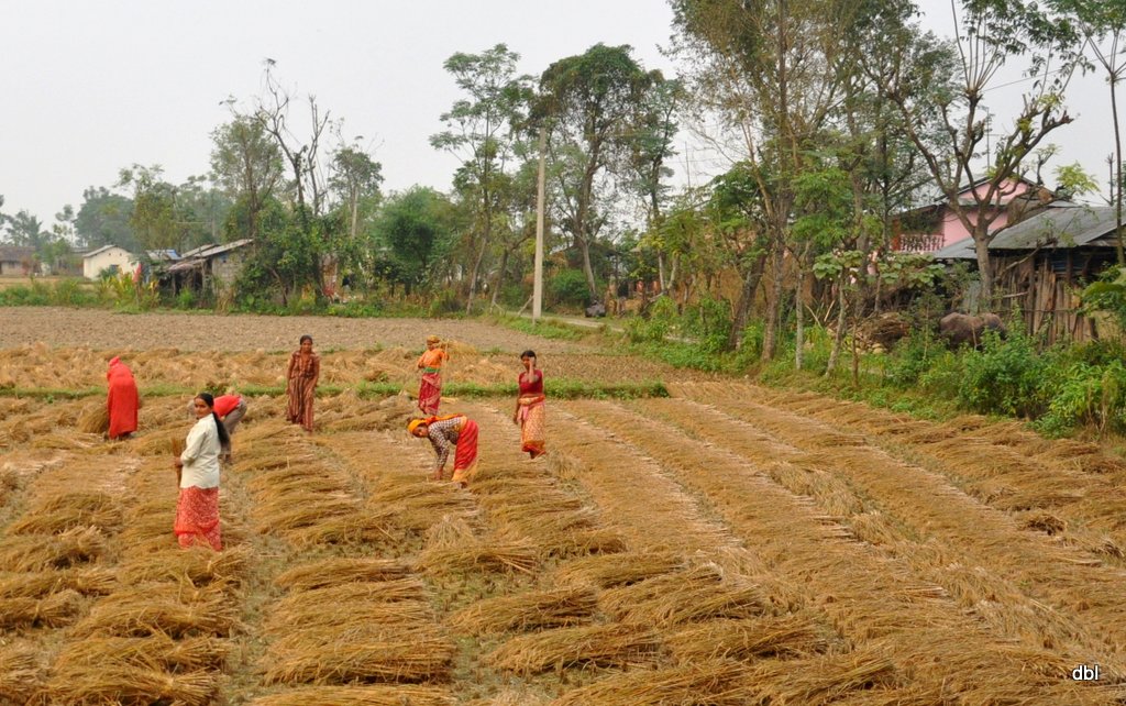 Light Seeking Light: Adventures in India, Part 36 -- The Fields of Chitwan