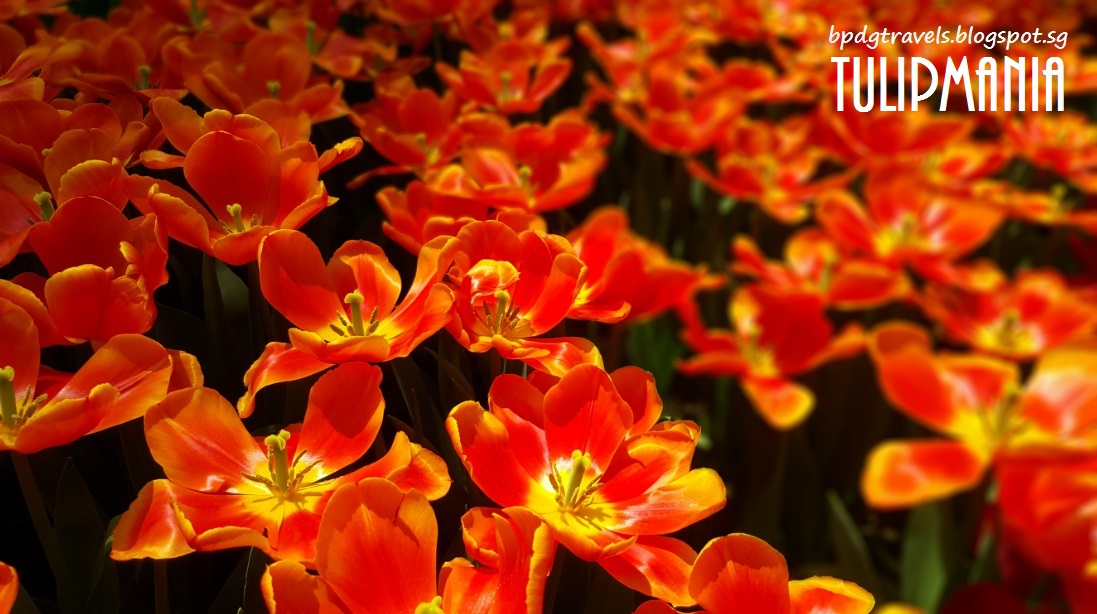 Tulipmania Rediscovered : Ottoman Empire (The Origin of Tulips ...