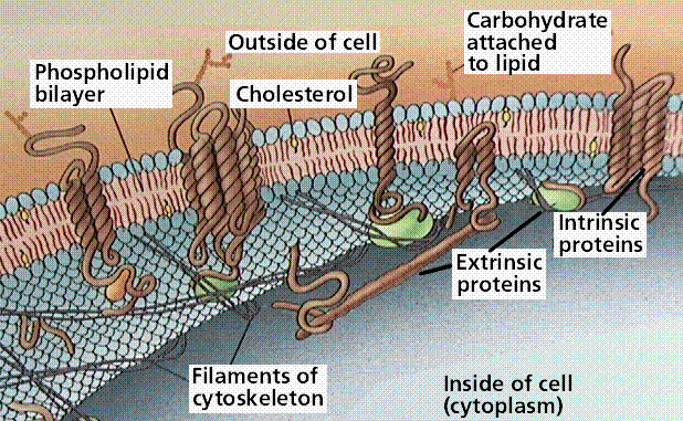 Ardi Sanjaya: Membran Sel