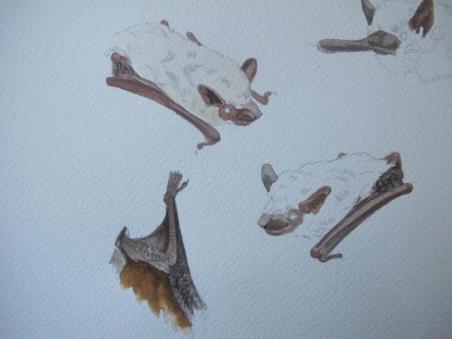 Julie Zickefoose on Blogspot: Let's Paint Bats!