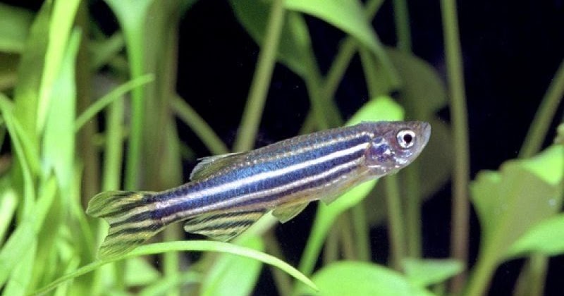 Budidaya Ikan Zebra (Zebra, Zebra Danio, Striped Danio)