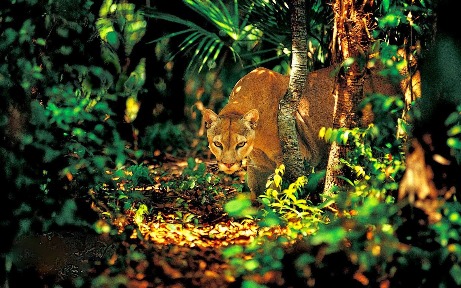 Andy foto natura: Pumas