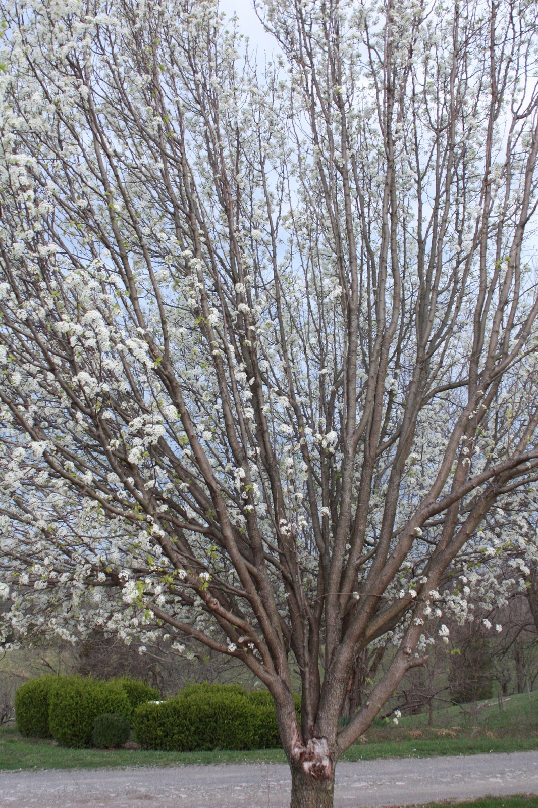 Fine Nature Art by Sharon Graves: Motivation Monday From A Tree