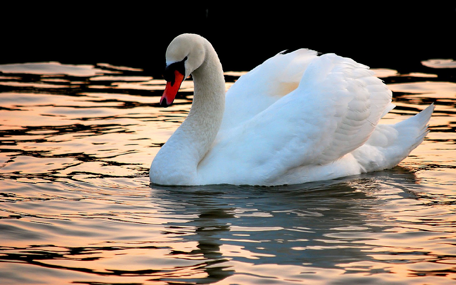 Wallpapers Cisne