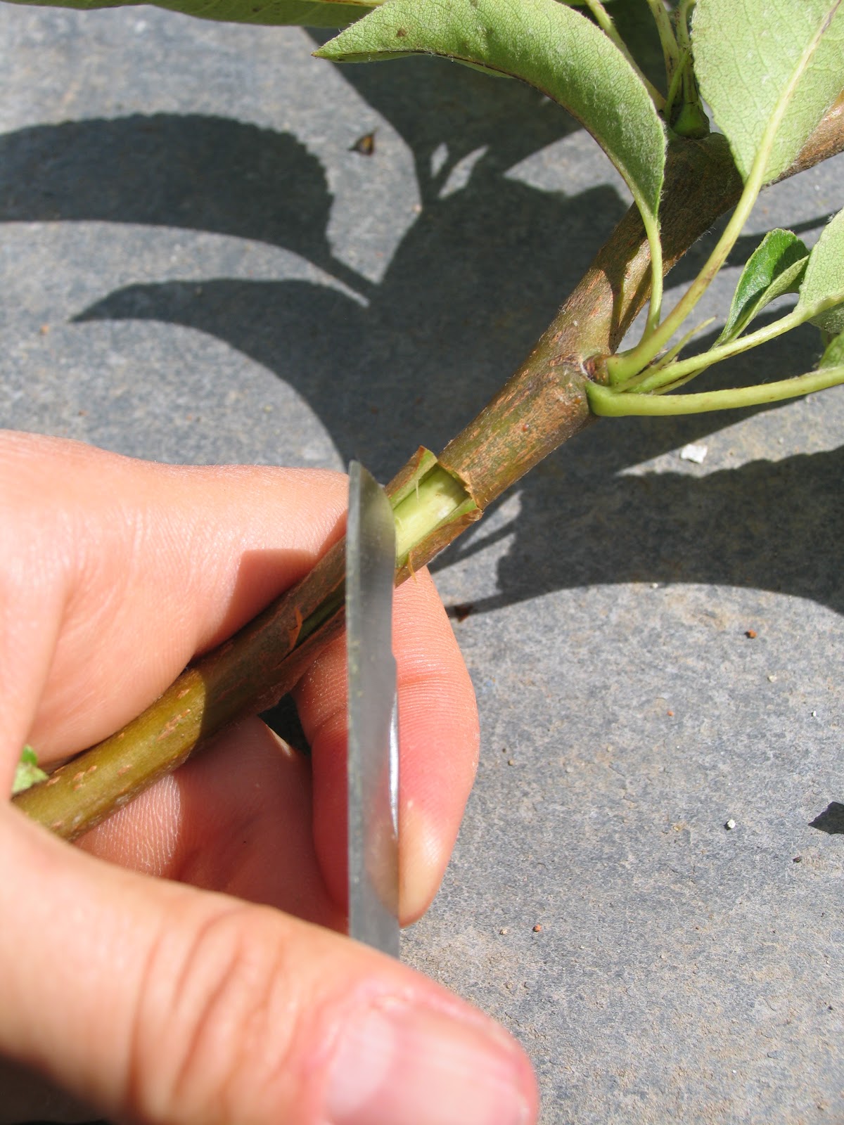 Shield Budding Fruit Trees (epic post) - The Impulsive Gardener